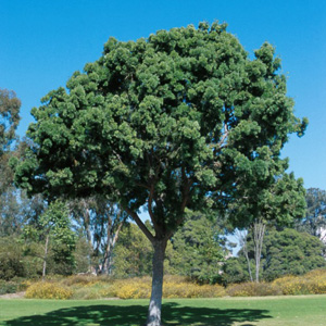 Podocarpus gracilior - The Tree Plantation