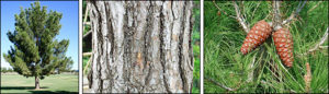 Pinus eldarica - The Tree Plantation